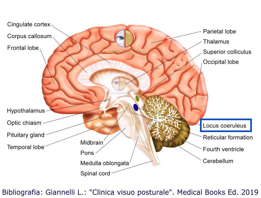 Il Locus Coeruleus noradrenergico come generatore di dolore cronico – Scuola di Clinica Neuro ...